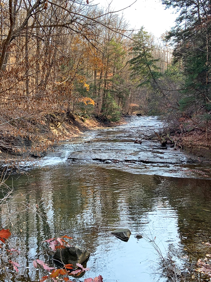 Autumn's palette on full display. Mother Nature's own Picasso moment turns the forest into a masterpiece of reds and golds.