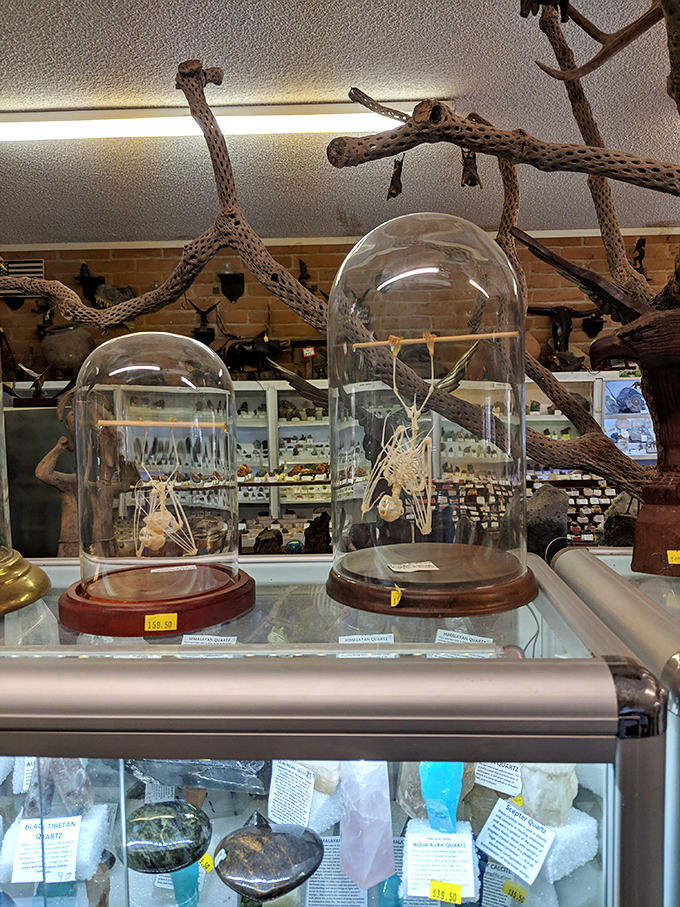 Holy Batman! This skeletal friend proves that even in death, bats maintain their air of mystery and cool.