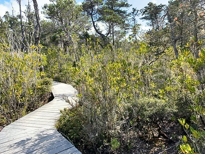 "Walk the plank, pirate style!" This boardwalk through the coastal vegetation is like a botanical treasure hunt.