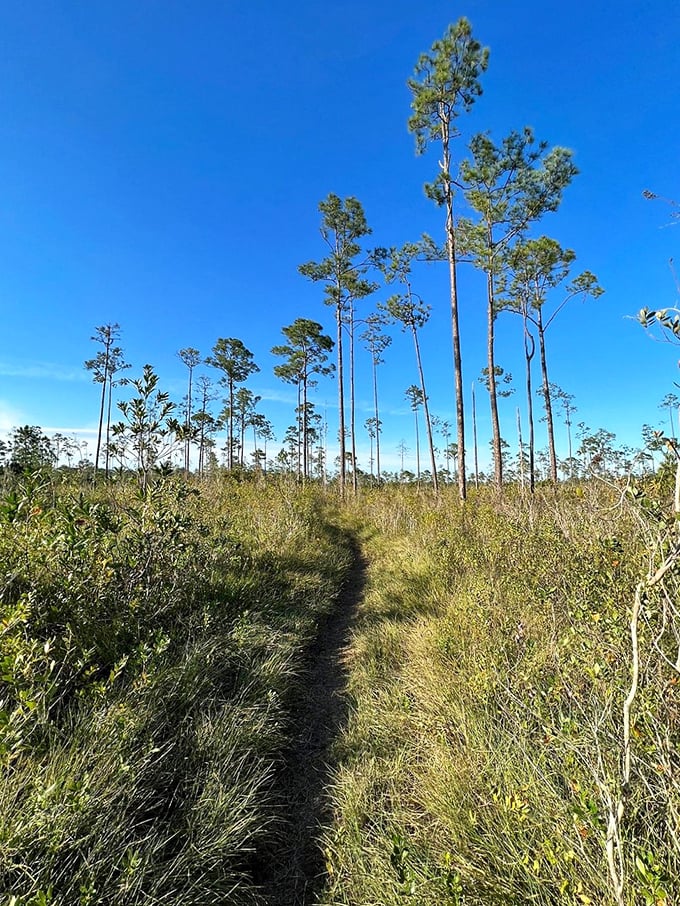 Reach for the sky! These towering pines are nature's own Empire State Building, minus the long elevator lines and gift shop.