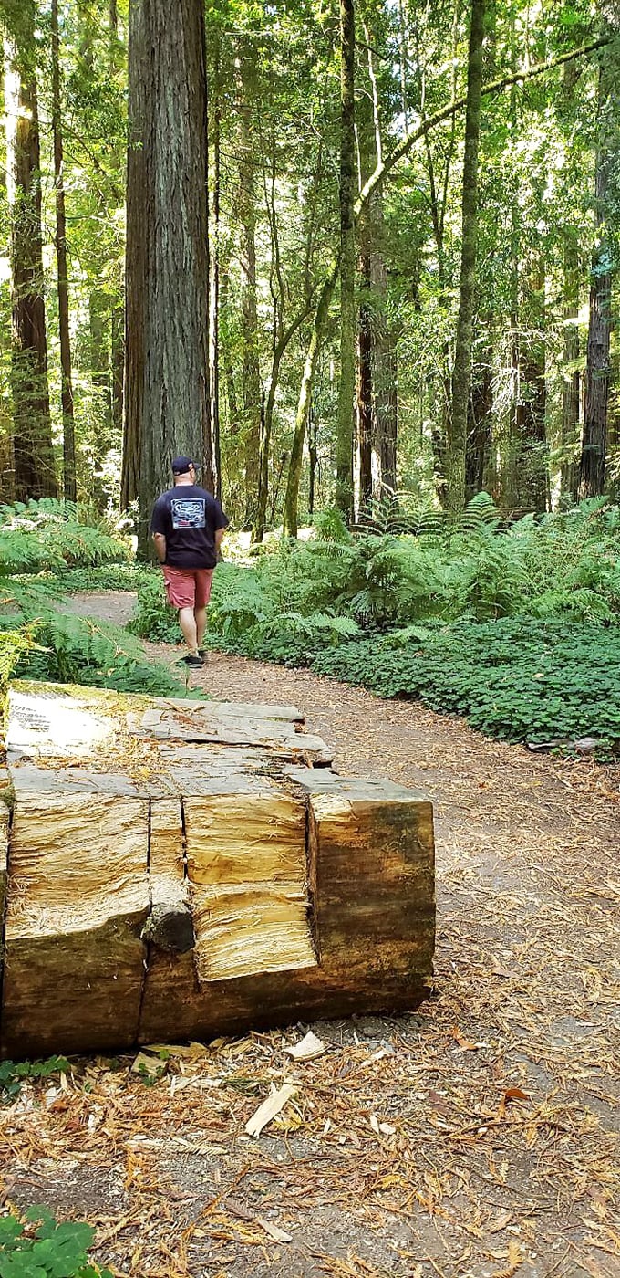 Walking in a woodland wonderland. This hiker's probably humming "If I could walk 500 miles" &ndash; and in this forest, you'd want to!