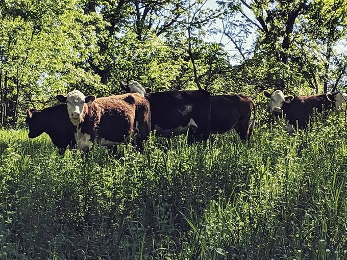 Alma's livestock: Where the cows are so photogenic, they could have their own Instagram. Grass-fed and ready for their close-up!