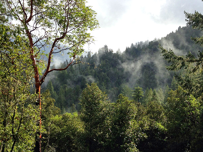 Misty mornings in Occidental: Where every day starts with a touch of magic. Who needs an alarm when you've got this view?