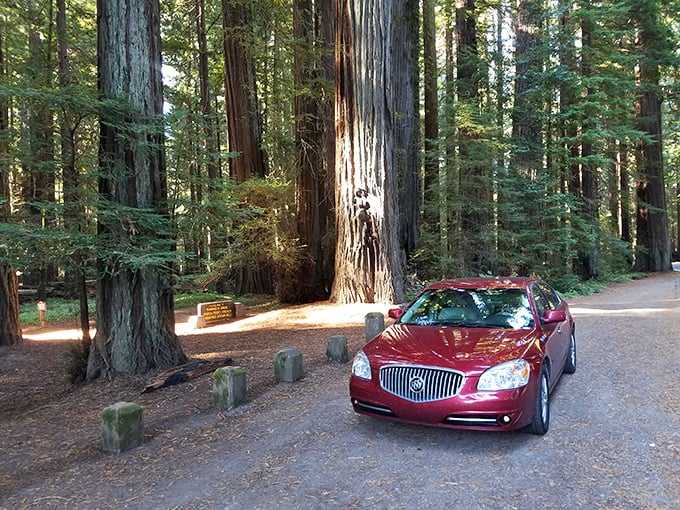 Where the asphalt meets the awesome: Even your car will feel dwarfed as you park among these gentle green giants.