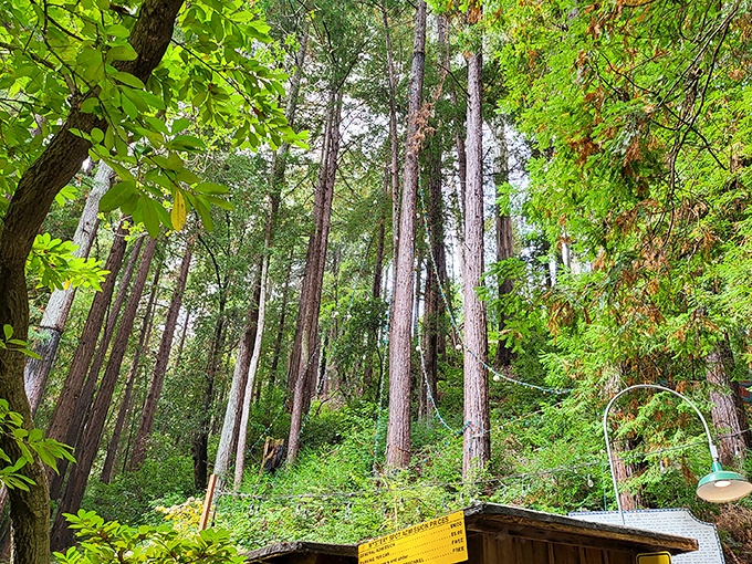 Redwoods reaching for the sky... or are they? In the Mystery Spot, even these giants play tricks on your eyes.