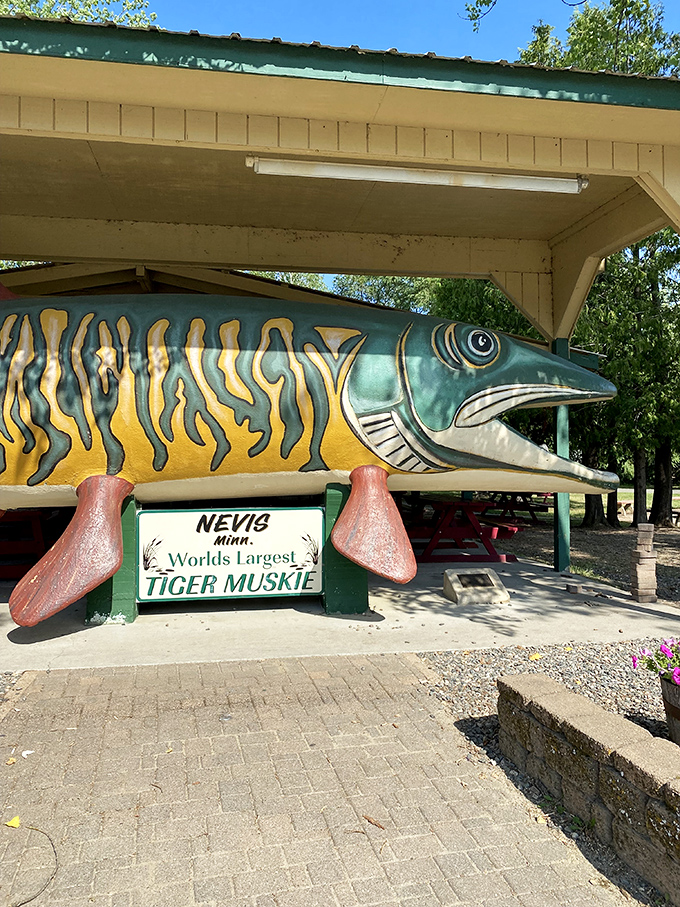 Sun-kissed and well-loved, this muskie's been turning heads and dropping jaws for decades. Talk about aging like fine wine!