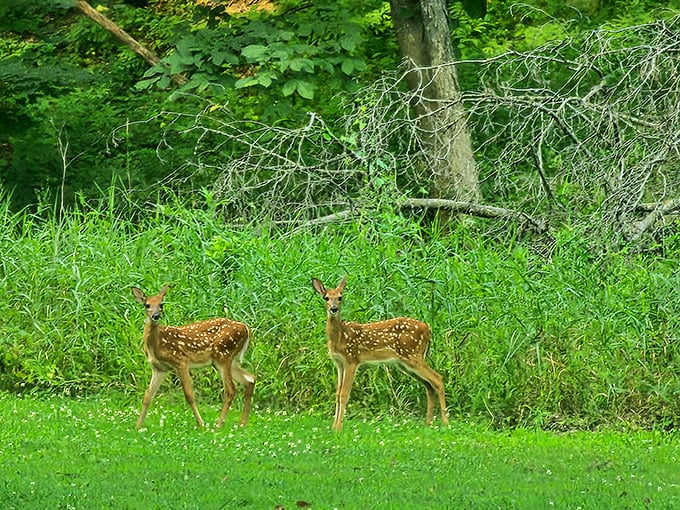 "Bambi and friend crashed the party &ndash; but we're not complaining!" Two adorable deer remind us we're guests in their home.