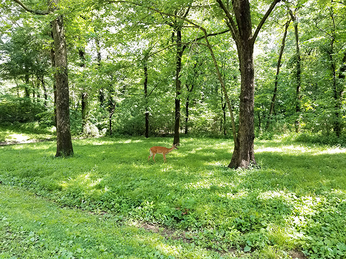 Bambi's day out! This deer clearly didn't get the memo about staying off the grass. Nature's own lawn mower at work.
