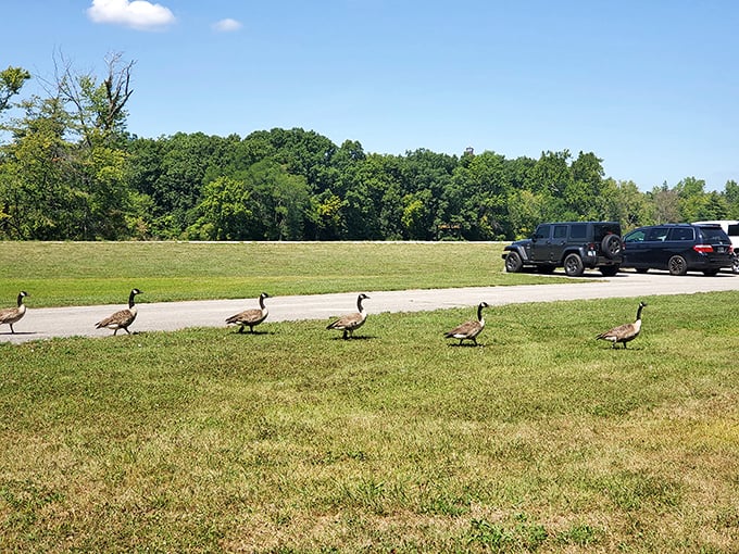 The Ouabache Goose Step: Nature's own marching band, complete with honking soloists. No conductor needed!