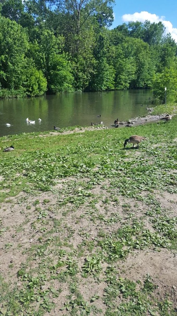Quack if you love nature! These feathered friends have found their own slice of paradise in the heart of Springfield.