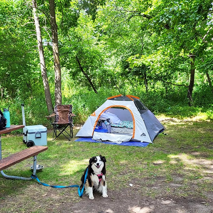 Camping goals: Where "roughing it" means your tent doesn't have a butler. This pooch seems to have the right idea about outdoor living.
