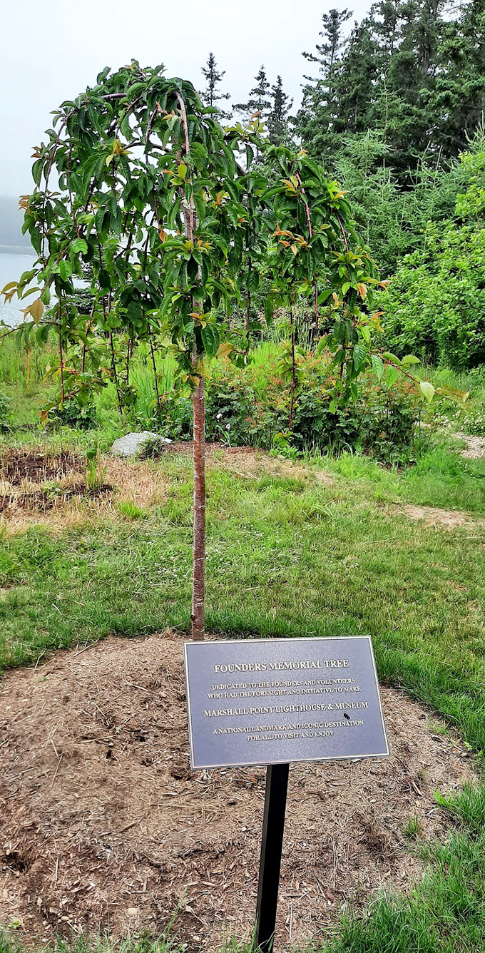 Branching out into history: The Founder's Memorial Tree stands as a living tribute to those who kept the lighthouse's legacy alive.