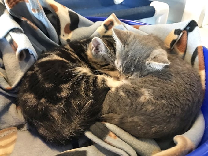 Nap time or cuddle puddle? These kittens have mastered the art of synchronized snoozing.