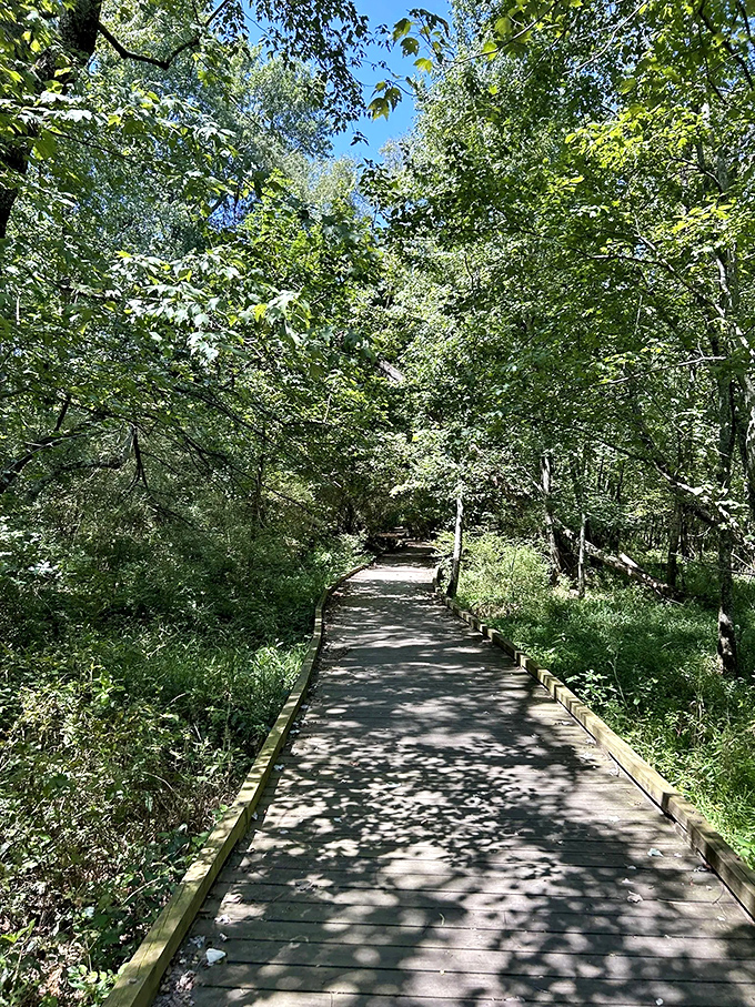 A canopy of green serenity. This lush pathway offers a moment of natural beauty before plunging back into the wonderfully weird.