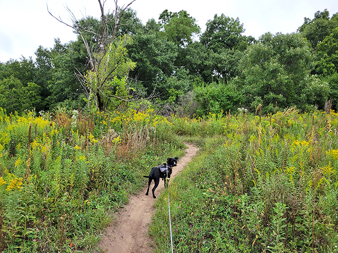 Who let the dogs out? On these pet-friendly trails, your furry friend can be the Indiana Jones of the plant world.