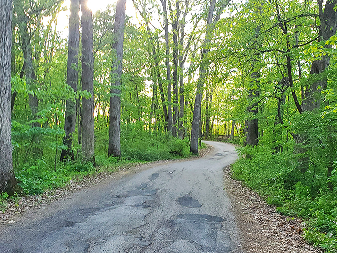 The path less traveled... because it's hiding behind all these trees. Nature's version of "Where's Waldo?"