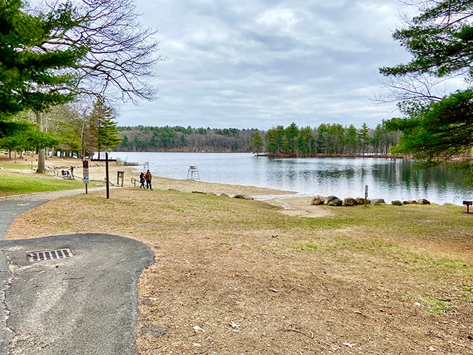 Swan lake, nature's edition: These graceful birds glide across the water like ballerinas, but with better feathers.