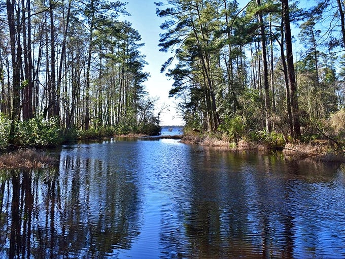 Where the forest meets the water, magic happens. This serene view is like Mother Nature's own masterpiece, no filter needed.