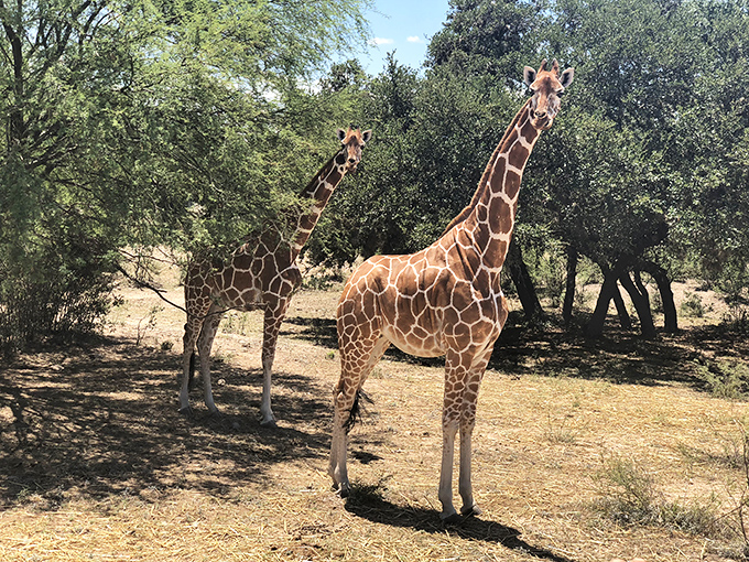 "Excuse me, do you have a moment to talk about neck exercises?" Giraffes add a touch of whimsy to this military playground.