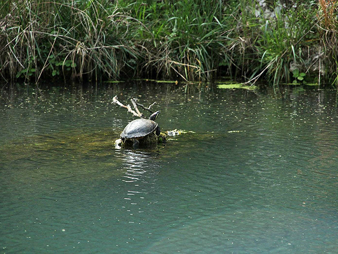 Turtle sunbathing: nature's way of reminding us to slow down and enjoy the view.
