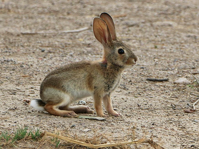 Hop to it! This little guy is your official Roper Lake welcoming committee. No autographs, please - he's camera shy.
