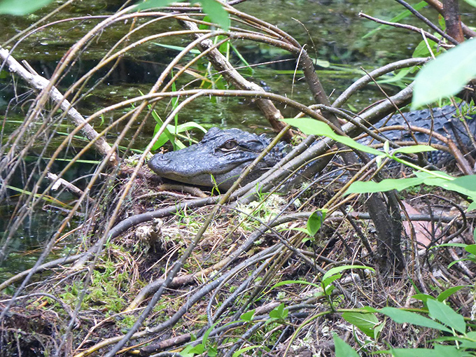 Alligator or living log? This scaly sunbather is the park's very own Loch Ness monster. Keep your cameras ready, folks!