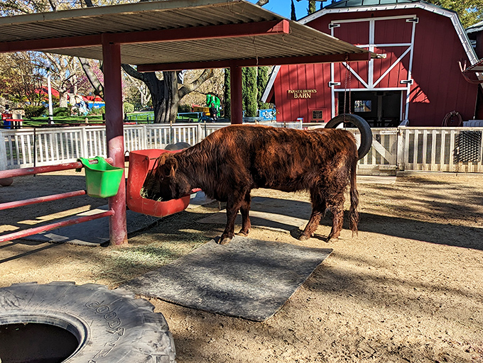 "Holy cow! This bovine beauty is living her best life at the petting zoo. She's got that 'farm to fable' look down pat."