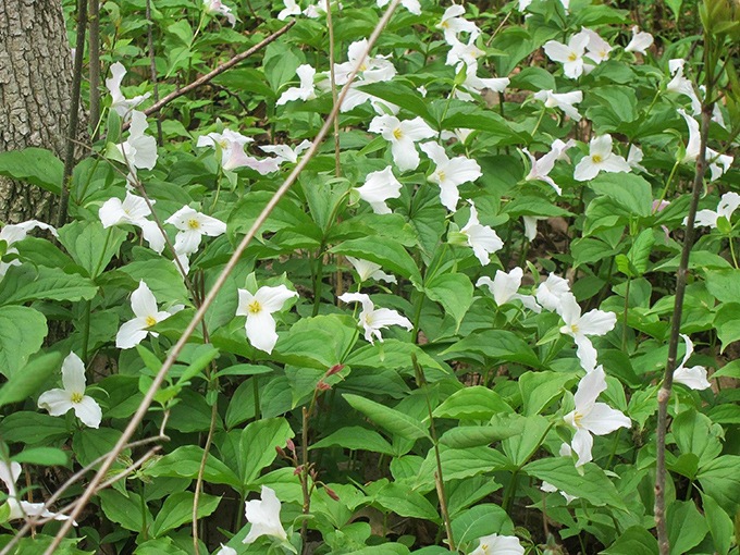 Spring's grand debut! These trilliums are nature's way of saying, "Winter's over, folks. Time to dust off those hiking boots and embrace the green!"