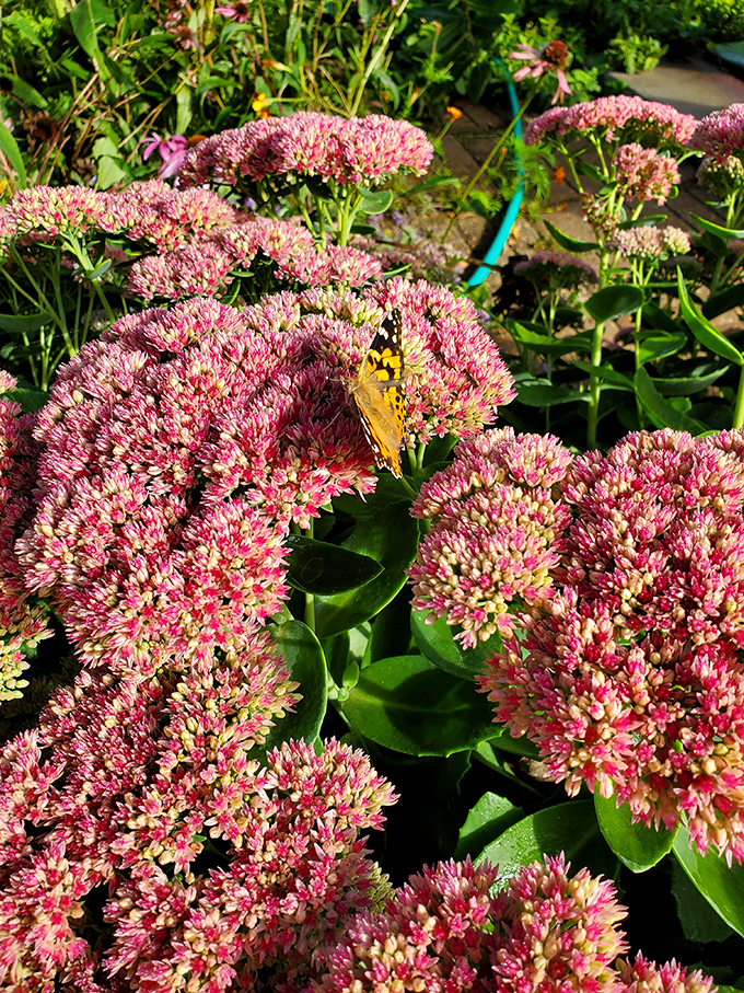 Nature's red carpet for the chief. These blooms add a pop of color that even the most stylish Minnesotan would envy.