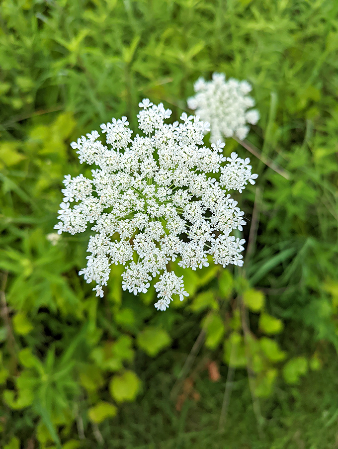 Nature's doily: This delicate wildflower is like your grandma's lace tablecloth, but way more outdoorsy.