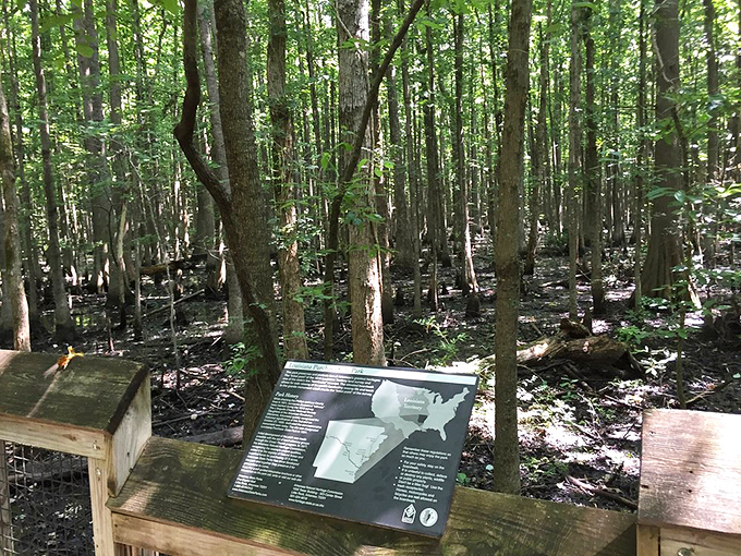 History lesson or treasure map? This sign holds the secrets of the swamp &ndash; no decoder ring required!