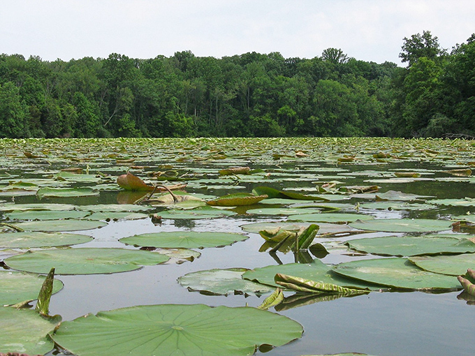 Lily pad luxury! These aquatic loungers provide five-star accommodations for frogs and dragonflies alike. It's nature's version of a floating hotel.