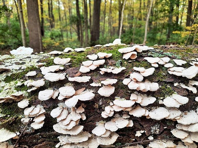 "Funghi town! These mushrooms are nature's own all-you-can-eat buffet... for the eyes, that is!"