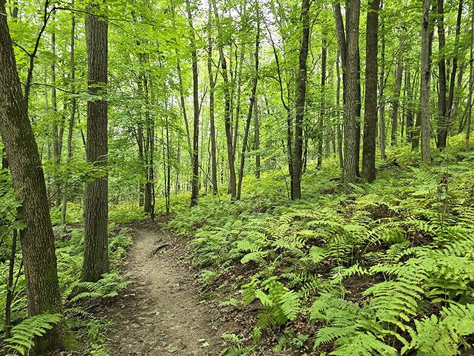 Fern gully reality: This lush trail looks like it could be the set of a fantasy movie. Watch out for mischievous forest sprites!