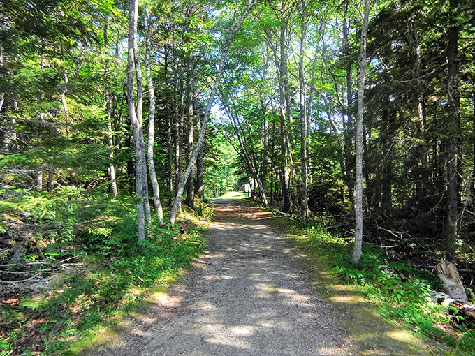 Follow the pine-scented yellow brick road. This trail promises adventure, or at least a really good leg workout. Comfortable shoes highly recommended!
