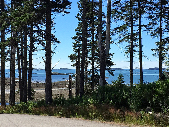 Forest frames ocean. These towering pines aren't just trees; they're nature's own picture frames, offering peek-a-boo views of the sparkling sea beyond.
