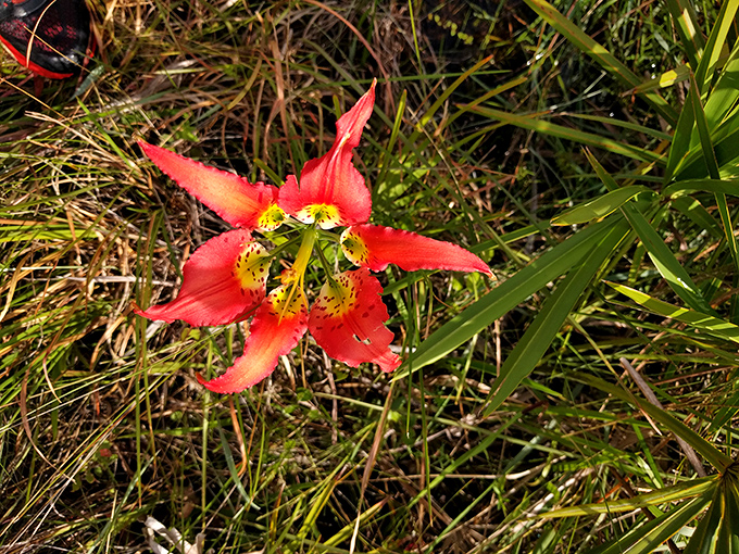 Nature's fireworks: This vibrant bloom is putting on a show that rivals any 4th of July spectacle. No earplugs necessary!