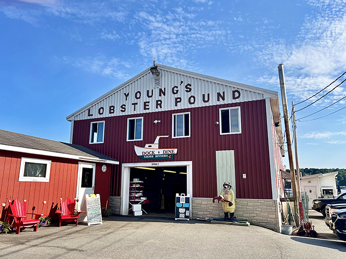 Young's Lobster Pound: Pick your lobster, pick your fate. It's like seafood roulette, but everyone's a winner.