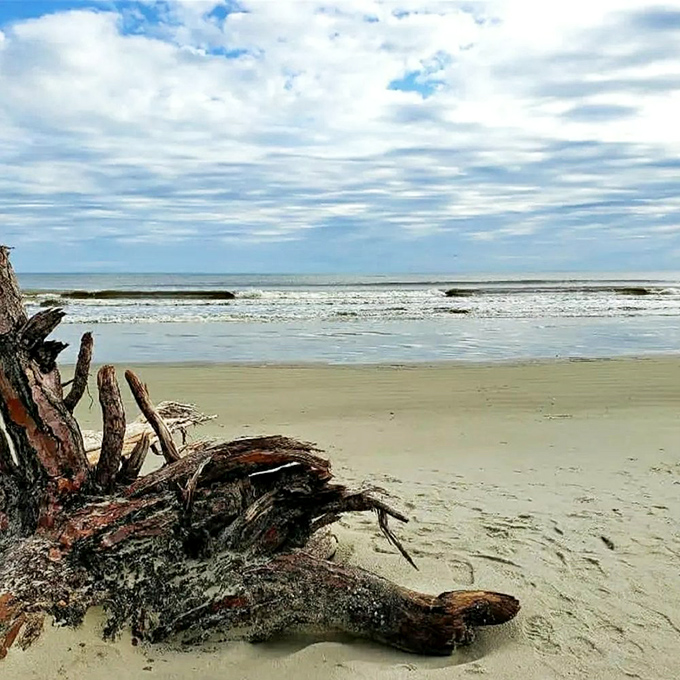 "Beach": Driftwood sculptures dot the shoreline like nature's own art installation. Georgia's coast: where every beach day is a gallery visit.