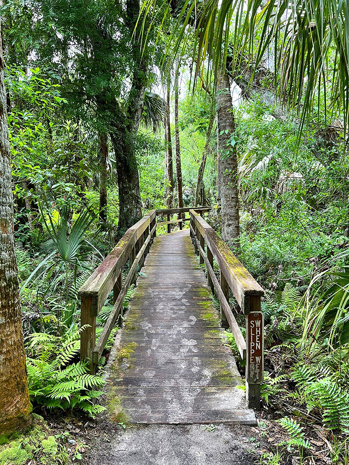 Follow the shadowy road! This trail promises adventure, wonder, and possibly a great leg workout. Who needs a gym membership anyway?