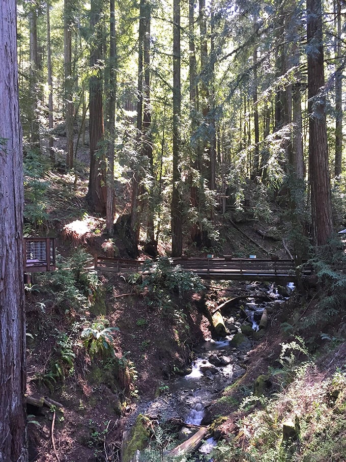 Redwoods so tall, they'll make you feel like Alice after she sipped that "Drink Me" potion. Nature's skyscrapers, no hard hat required!