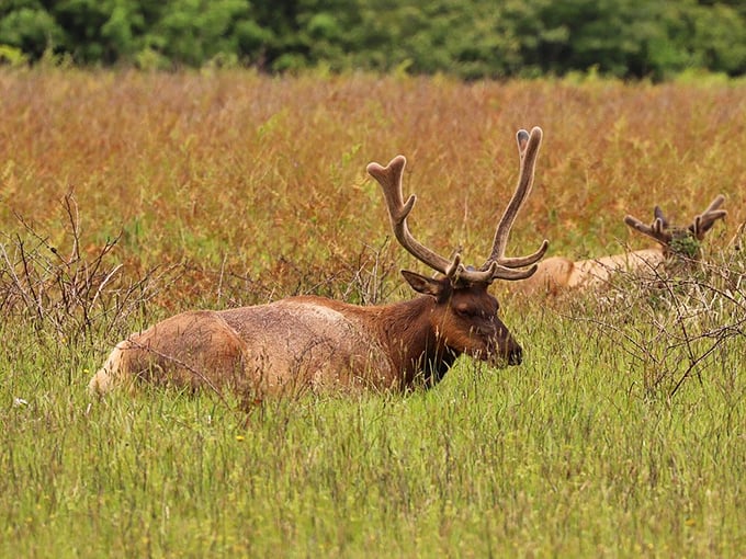 Oh deer, what do we have here? This majestic elk is living its best life, unbothered by the paparazzi.