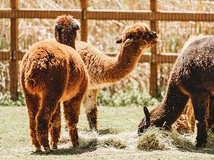 Who knew alpacas were the supermodels of the animal kingdom? These fluffy fashionistas are serving looks and attitude.