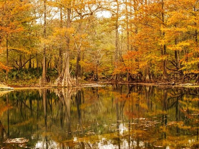 Autumn in Florida? You bet! It's like Mother Nature decided to paint with her entire palette.