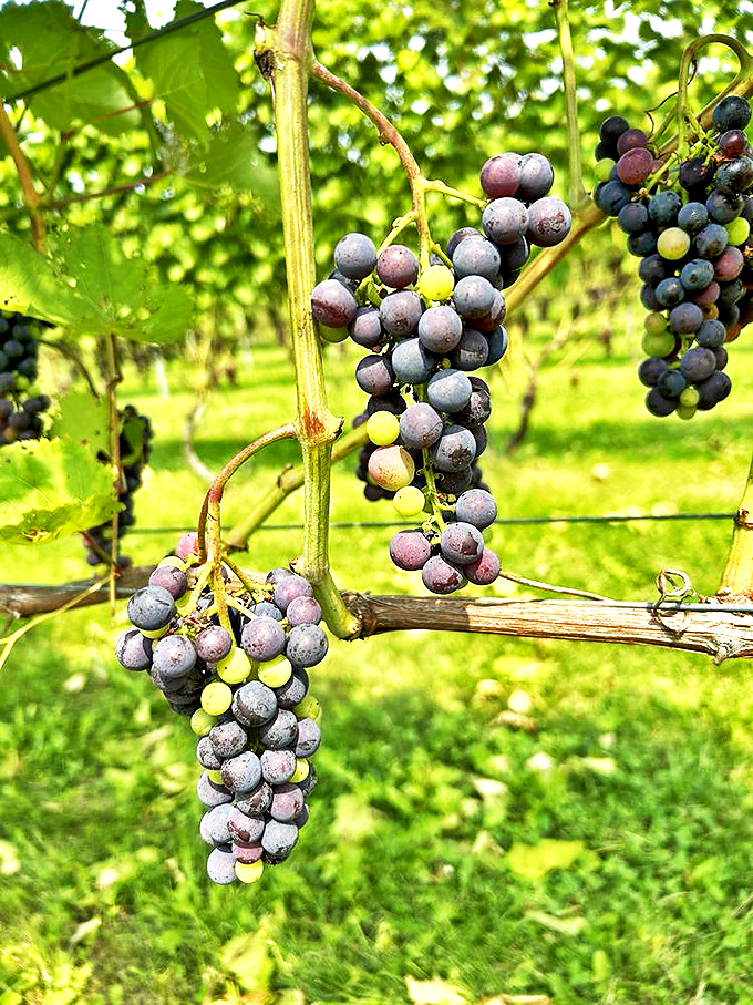 Nature's candy: These grapes are living their best life, soaking up the Maine sunshine before their grand transformation.