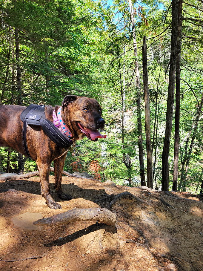 Even Fido can appreciate a good blast from the past. This pup proves that historical sites aren't just for two-legged history buffs.