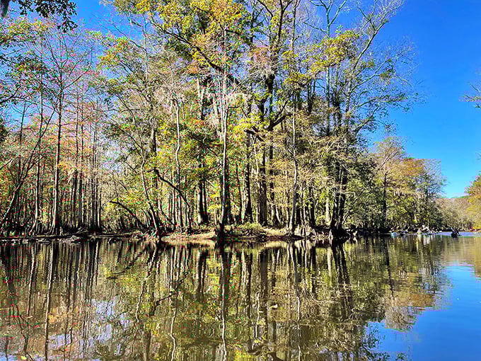 Swamp thing or swanky retreat? This mirror-like water reflects trees so perfectly, you'll wonder which way is up. Gators not included.