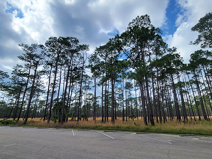 Tall, dark, and piney: Nature's skyscrapers reach for the clouds, creating a canopy cooler than any concrete jungle.