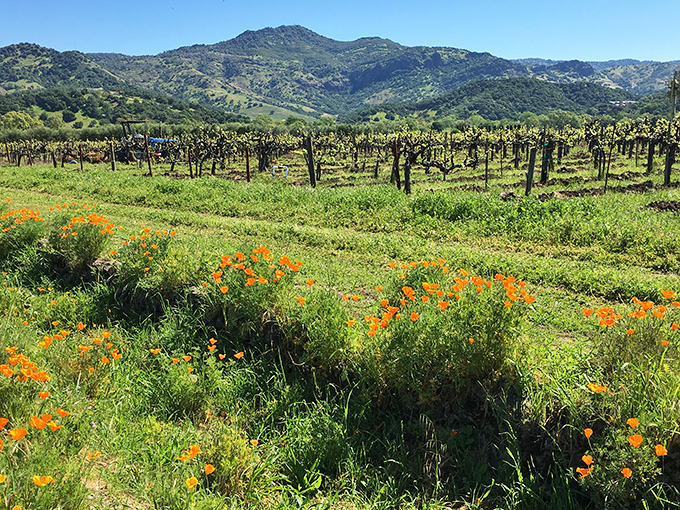 Napa Valley vineyards: Where grapes go to fulfill their destiny. California poppies cheering them on from the sidelines &ndash; talk about hometown support!