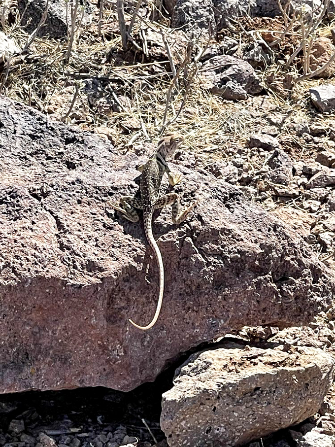 Meet the locals! This little lizard is striking a pose worthy of National Geographic. Paparazzi, eat your heart out!